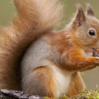 The red squirrel in Ireland plays a crucial role in our ecosystem | OCSC